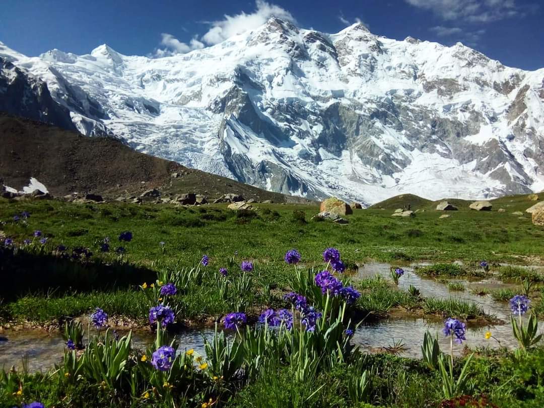 Diamir side Base camp Trek - Karakoram Tours Pakistan
